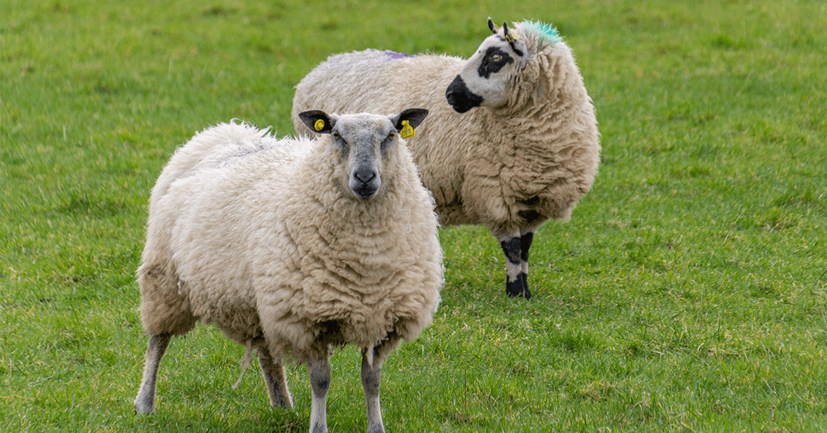 The Human Cloning Debate - alive magazine