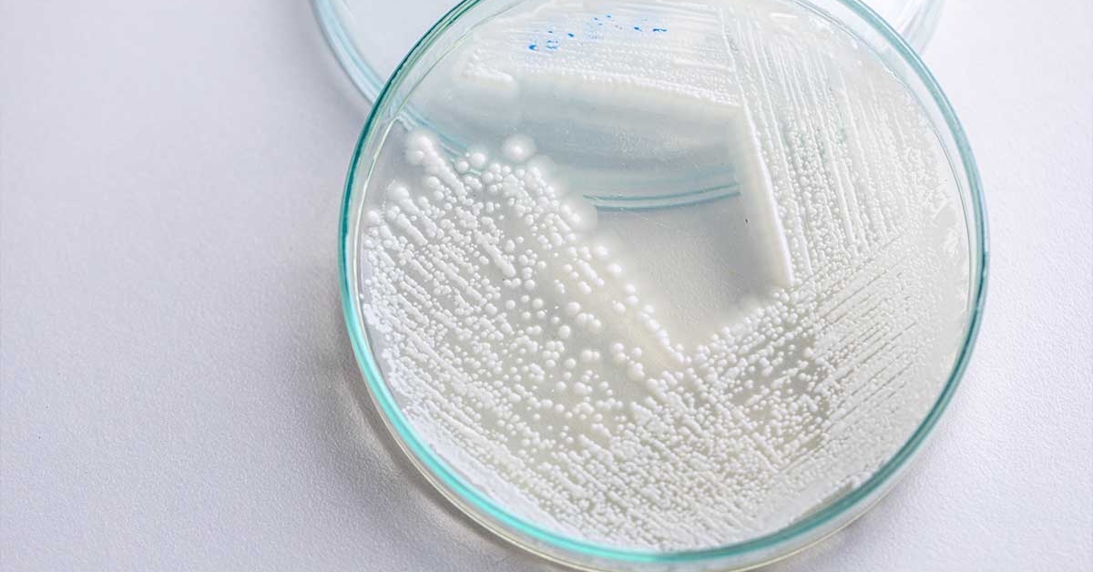 There's No Life Without Friendly Bacteria! - alive magazine