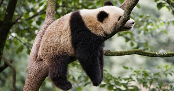 Wildlife Wednesday: Giant Panda - alive magazine