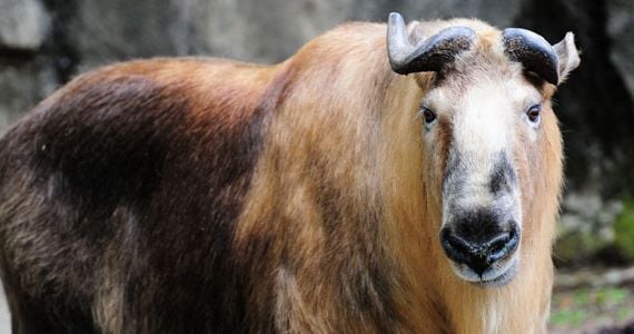 Wildlife Wednesday: Takin - alive magazine
