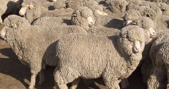 More Merino! - alive magazine