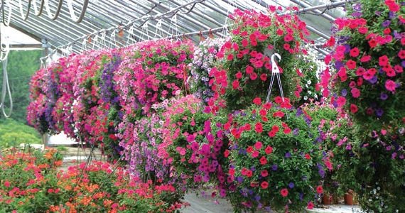 Flourishing Florals - alive magazine