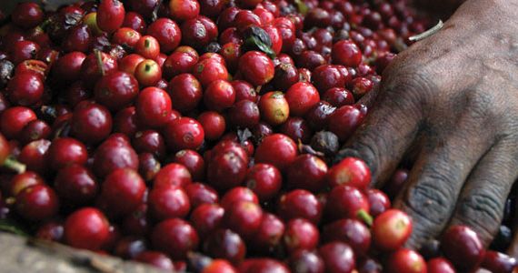 Eco-coffee - alive magazine