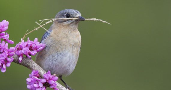 Help Native Birds with Native Landscaping - alive magazine
