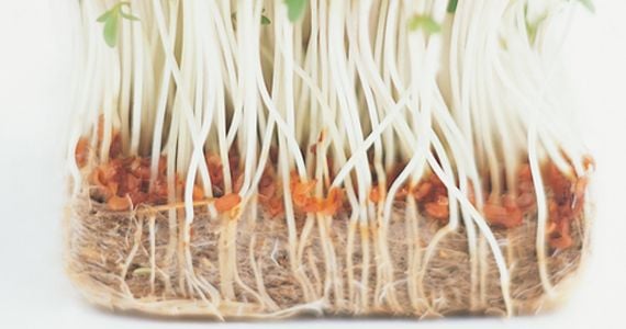 Go Back to Your Roots - alive magazine