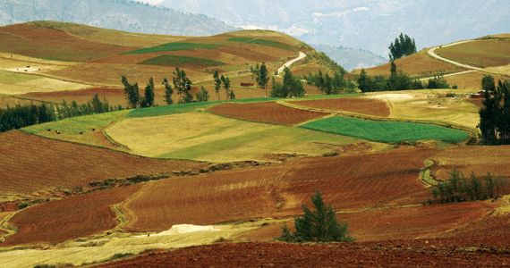 The Wonders of Maca - alive magazine