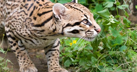Wildlife Wednesday: Ocelot - alive magazine