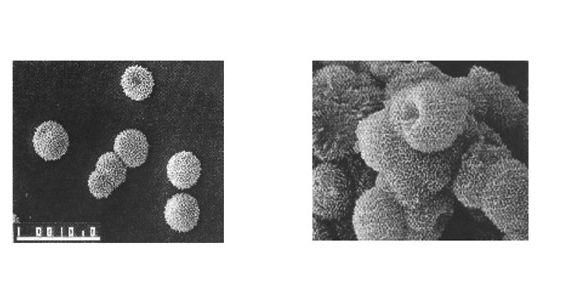 The Nanobacteria Revolution - alive magazine