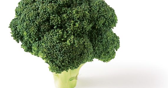 A Powerful Little Tree - alive magazine