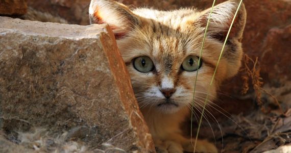 Wildlife Wednesday: Sand Cat - alive magazine