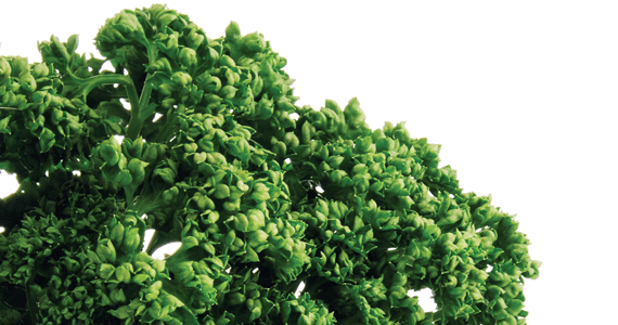 Parsley - alive magazine