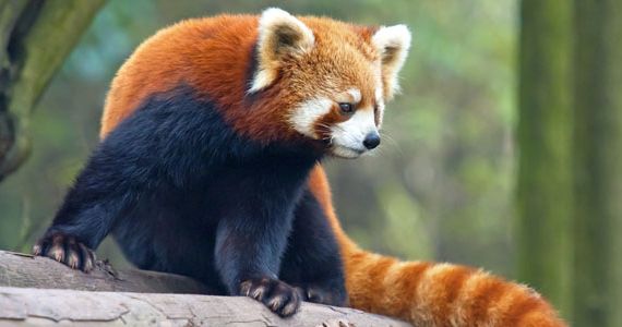 Wildlife Wednesday: Red Panda - alive magazine