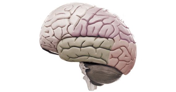 Growing Grey Matter - alive magazine