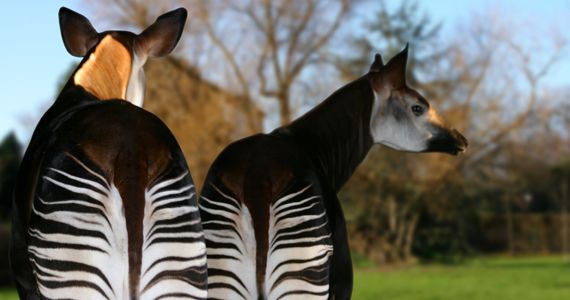 Wildlife Wednesday: Okapi - alive magazine