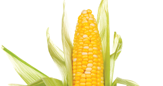 SmartStax Corn - alive magazine