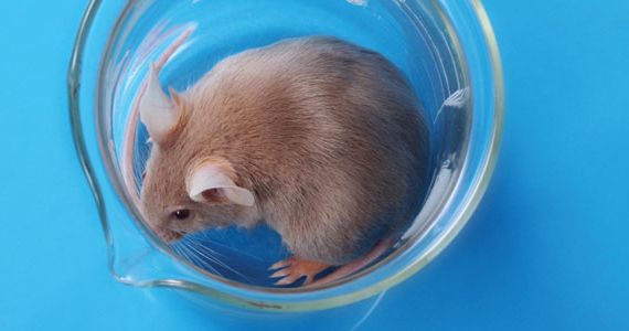 Animal Testing - alive magazine