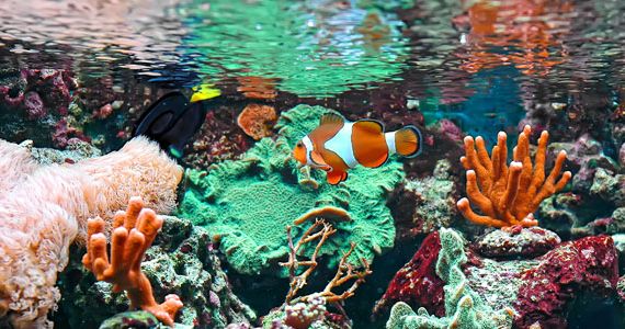 Eco-Friendly Ways to Care for Pet Fish - alive magazine