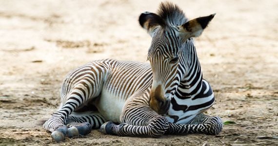 Wildlife Wednesday: Grevy's Zebras - alive magazine