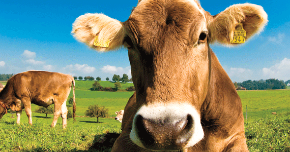 Where's the Organic Beef? - alive magazine