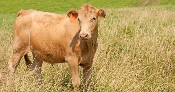 Organic Meat - alive magazine