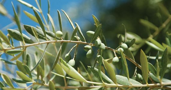 Olive the Benefits - alive magazine