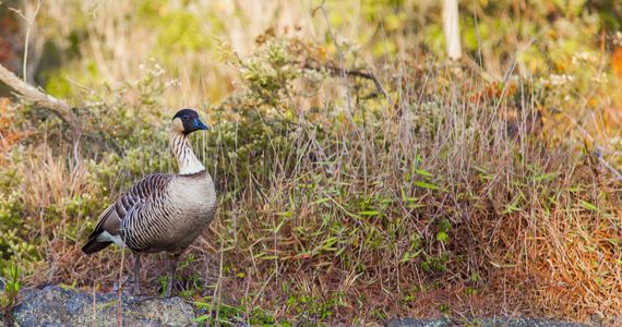 Wildlife Wednesday: Nene Goose - alive magazine