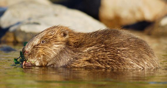 Wildlife Wednesday: Eurasian Beavers - alive magazine