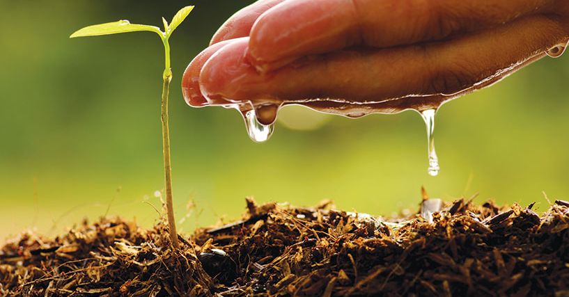 Saving and Growing Heirloom Seeds - alive magazine