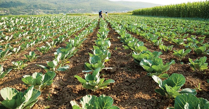 Cabbage Recipes: Add Elegance to Your Plate - alive magazine