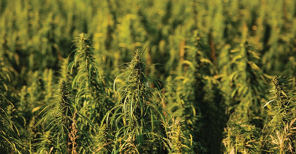 Discover Hemp Products - alive - alive magazine