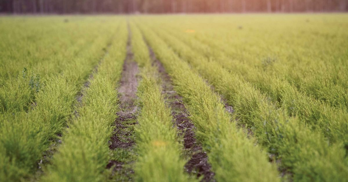 9 Best Uses for Tea Tree Oil | alive - alive magazine