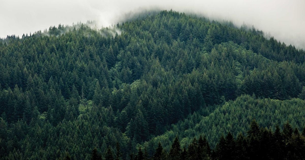 Foraging: Why You Should Explore Wild Flavours | alive - alive magazine