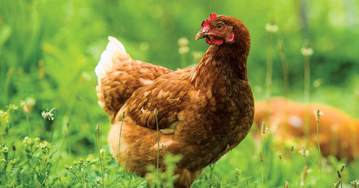 The Unofficial Guide to Raising Backyard Chickens | alive - alive magazine