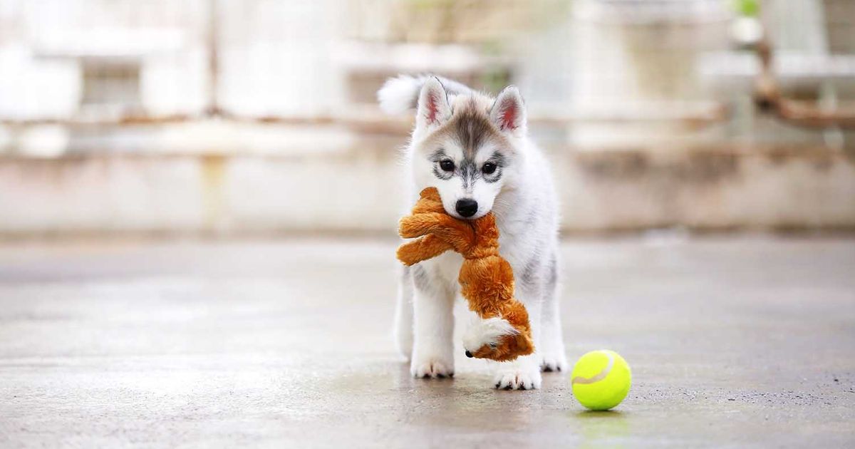 Make Your Pet's World as Green as Can Be - alive magazine