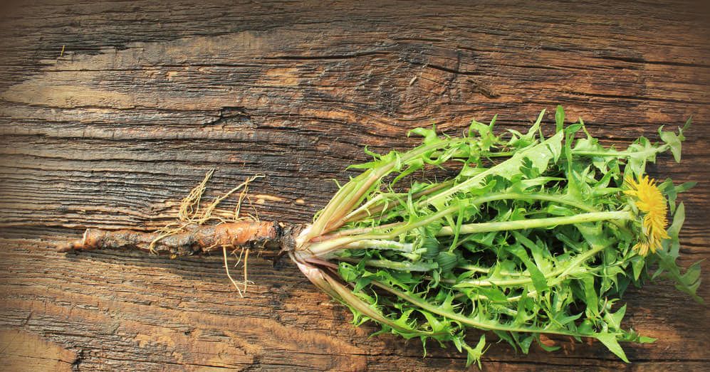 How to Roast Dandelion Roots - alive magazine
