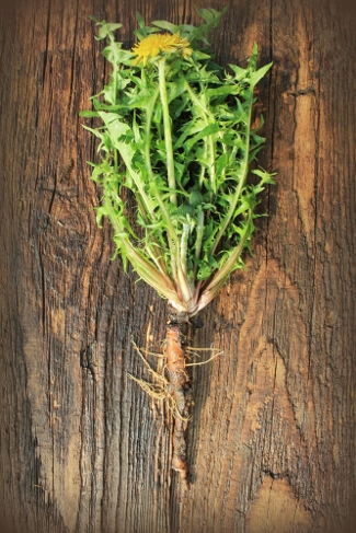 How to Roast Dandelion Roots - alive magazine