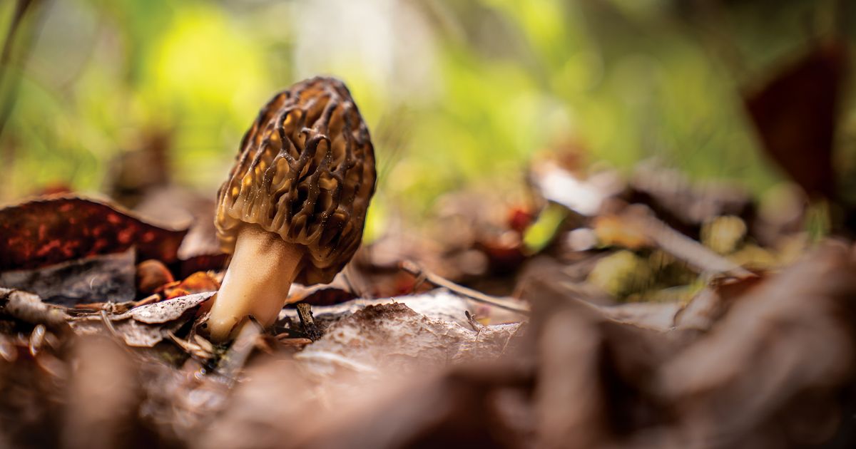 The Secret Life of Fungi - alive magazine