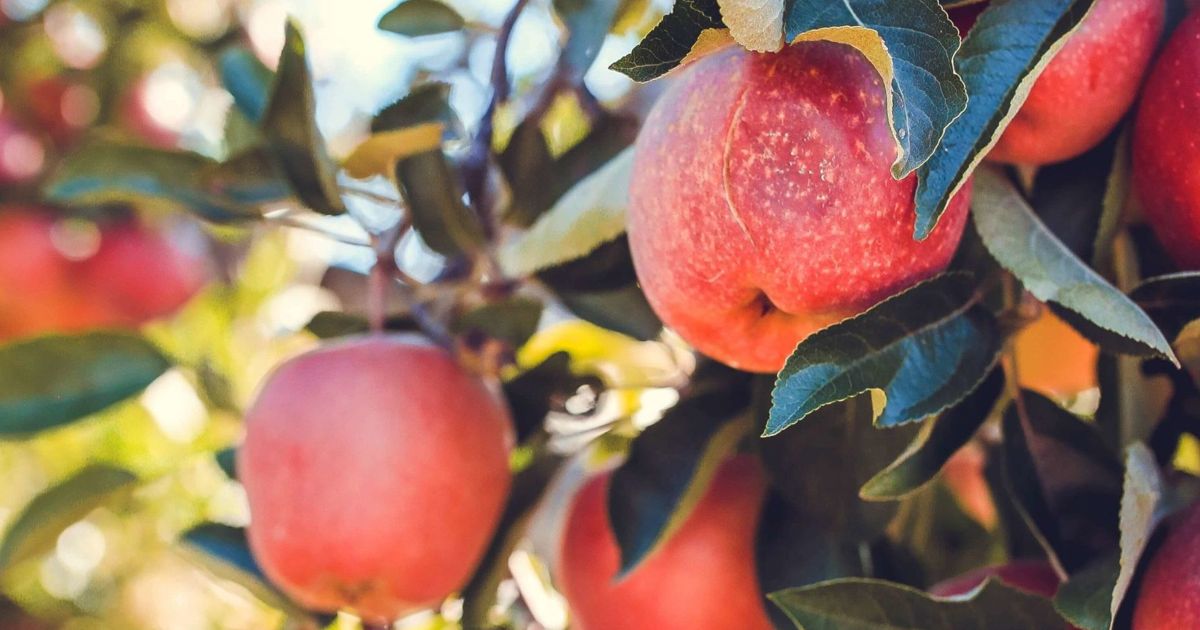 The Discovery of the Lost Orchard - alive magazine