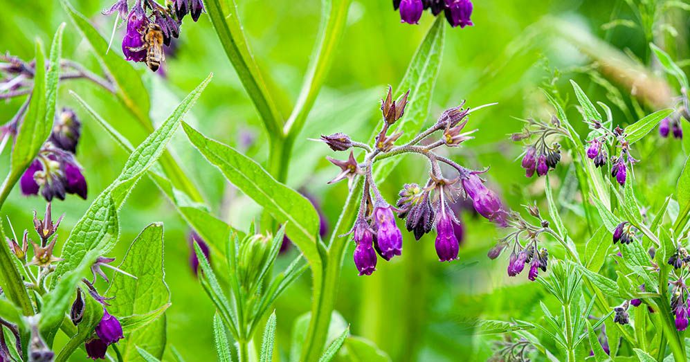 What is Comfrey? 10 Things to Know About This Powerful Plant - alive ...