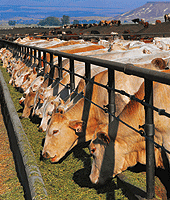 The Truth About Beef - alive magazine