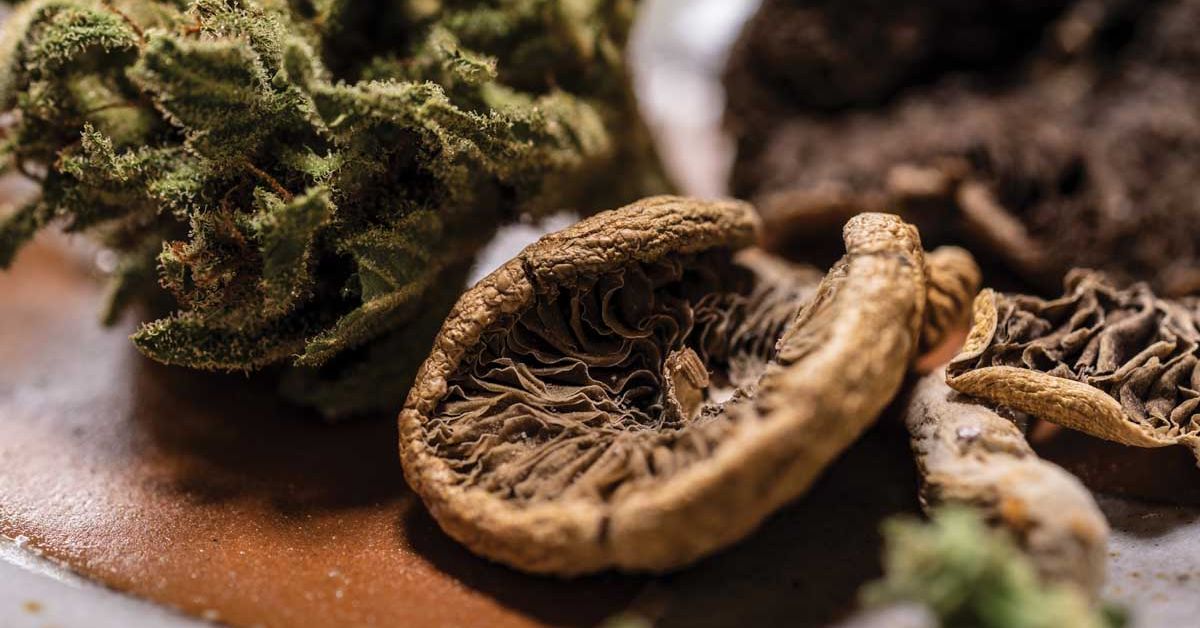 Plant Allies for Mental Health - alive magazine