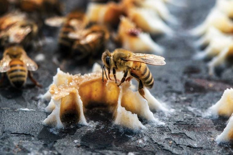 Immunity - alive magazine